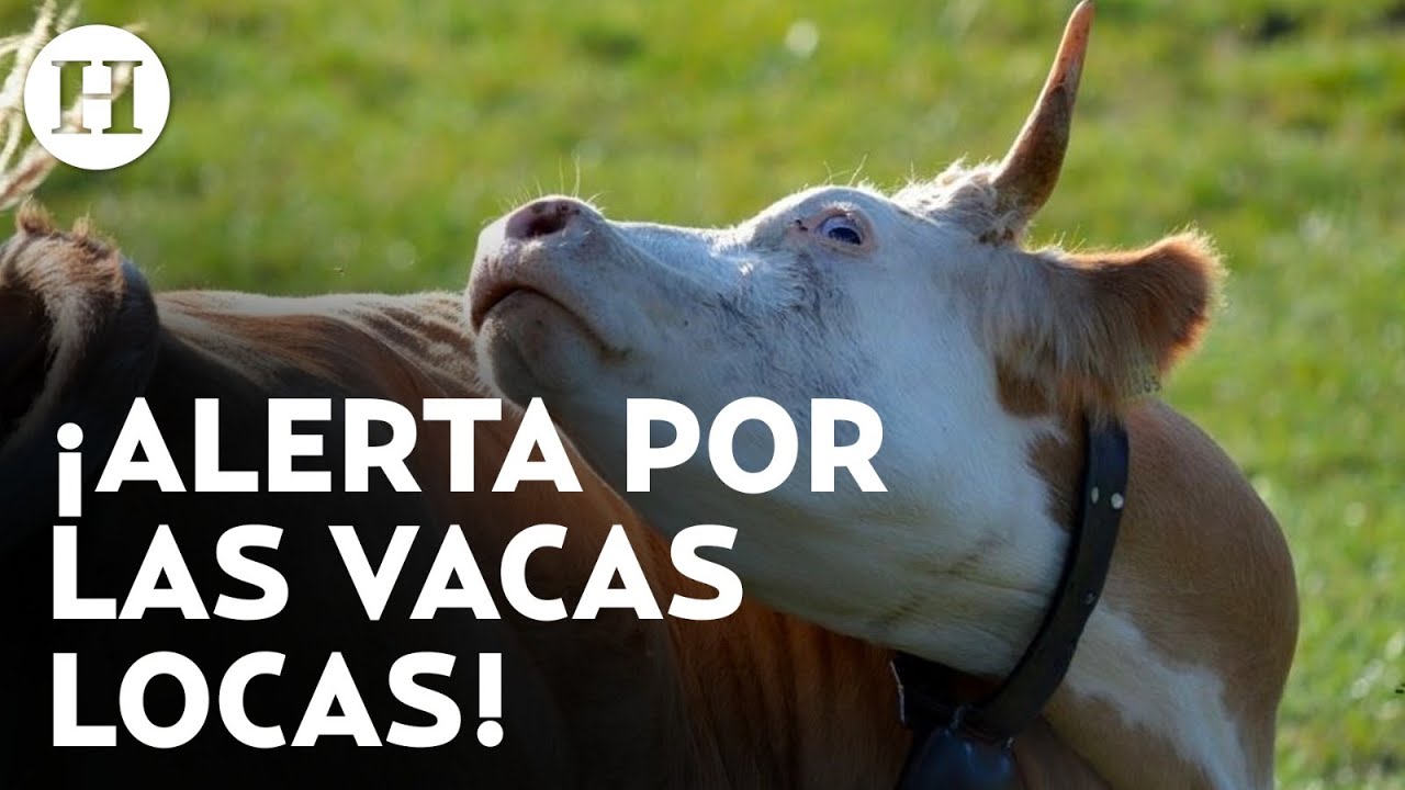 ¡Sin tratamiento, ni vacuna! Esto es todo lo que debes saber sobre la ...