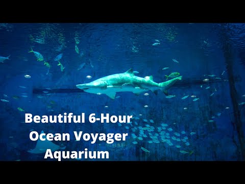 Beautiful 6 Hour Ocean Voyager Aquarium  with Relaxing Music