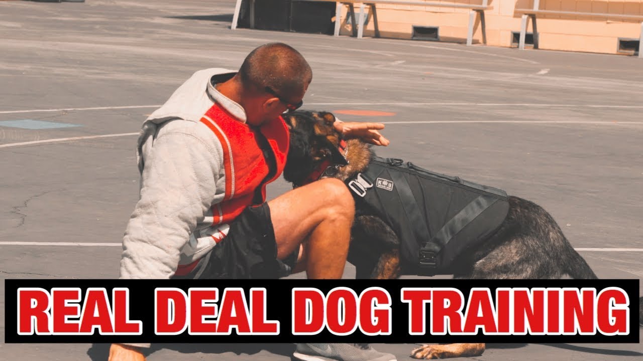 REAL DEAL DOG TRAINING! - YouTube