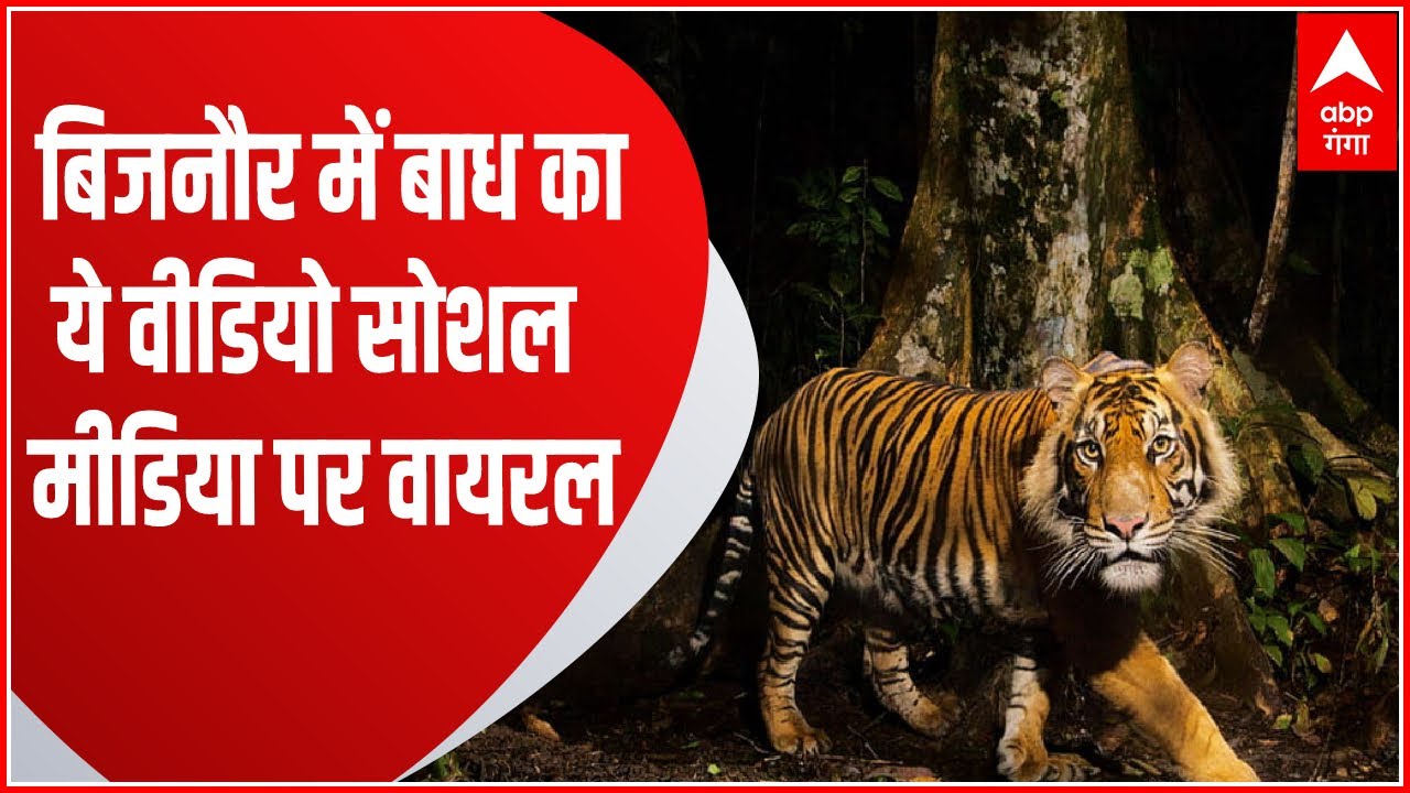 UP के Bijnor में बाघ की चहलकदमी का वीडियो सोशल मीडिया पर वायरल,..देखिए ...