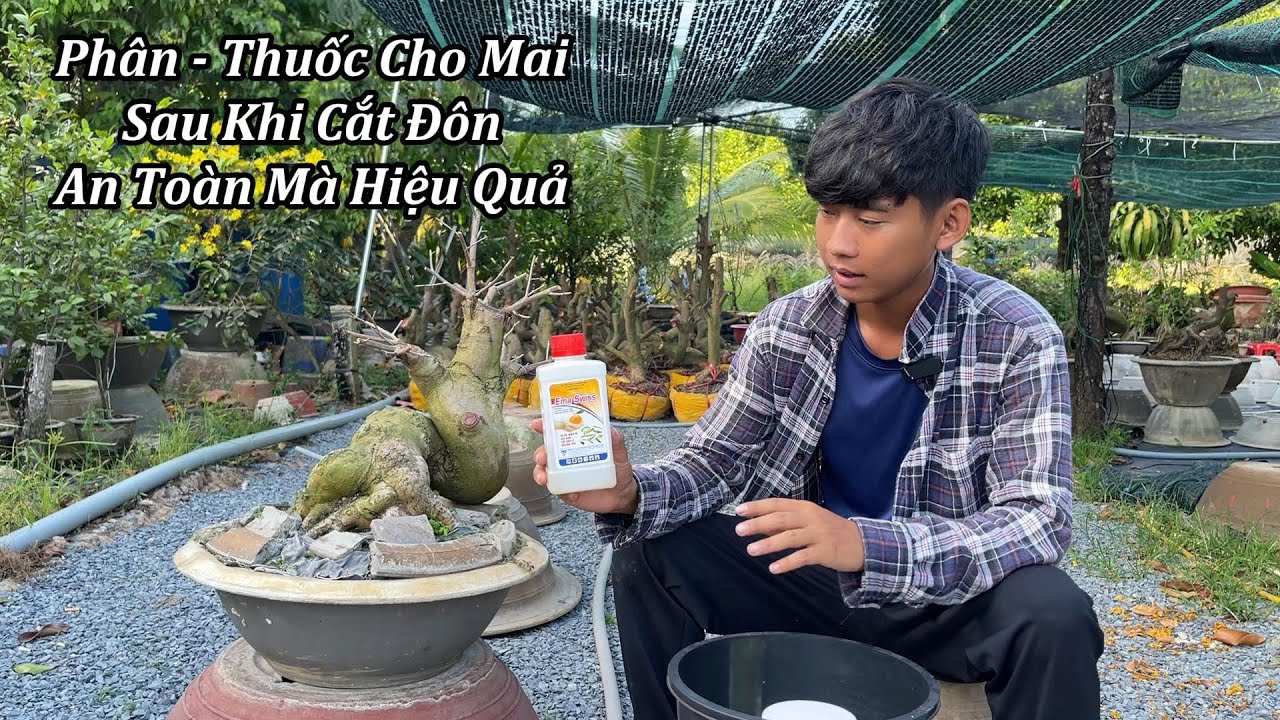 Phân Thuốc Cho Mai Sau Khi Cắt Đôn An Toàn Mà Hiệu Quả - Mai Vàng Duy ...
