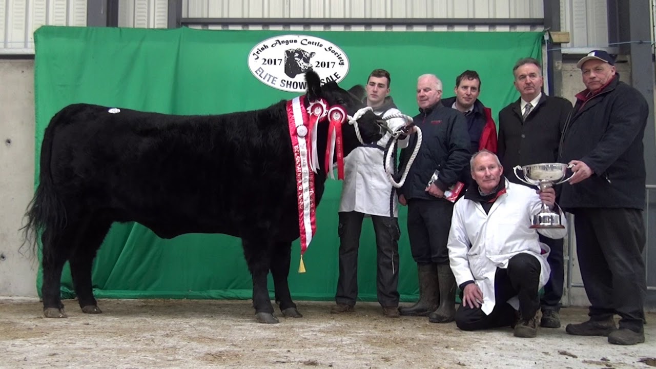 Irish Angus Elite Show & Sale 2017 - YouTube