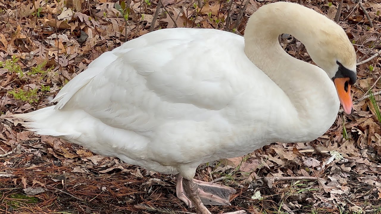 Polish Swan Preening Along With Another Swan Pen April 27, 2025 - YouTube