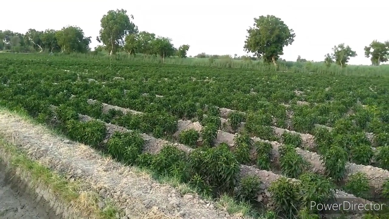 My Agriculture Farm #Vlog - YouTube