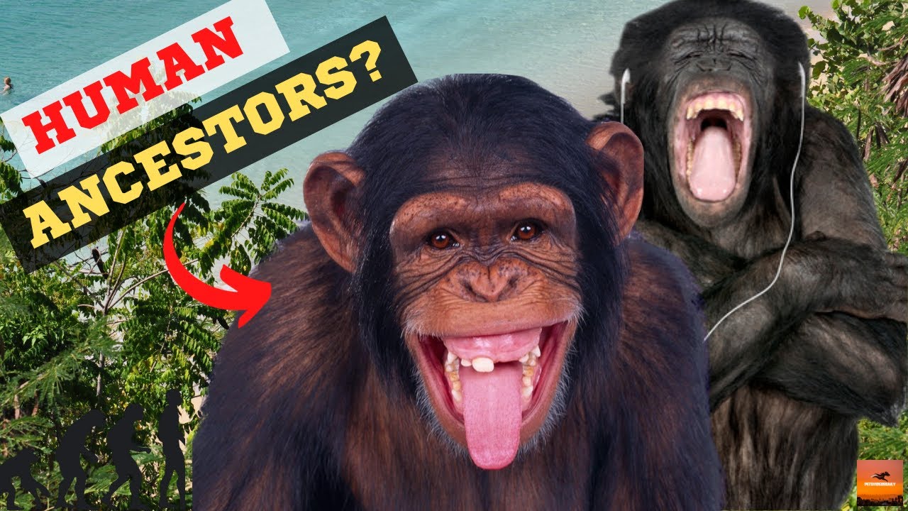 The Different Species of Monkeys on Earth: Human Ancestors? - YouTube