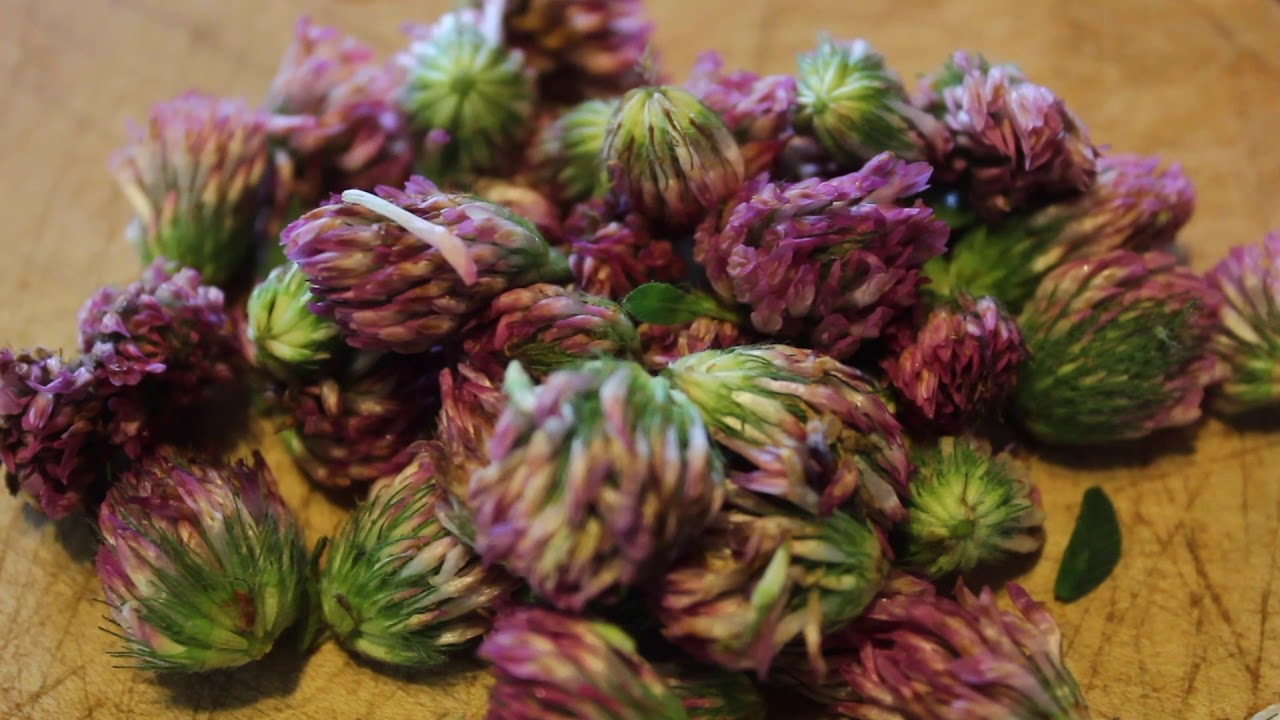 How to Make a Cold Water Infusion with Red Clover - YouTube
