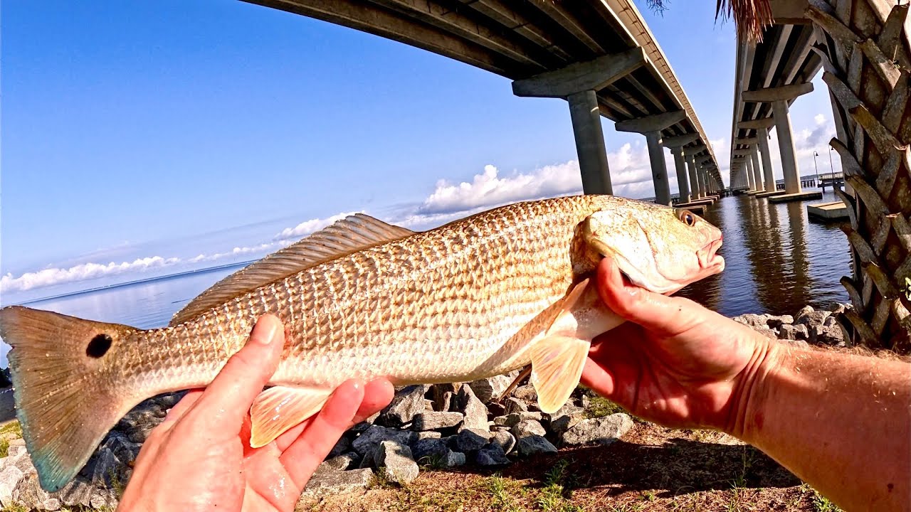 How To Fish SALTWATER BRIDGES & STRUCTURE From Land! Easy & Effective ...