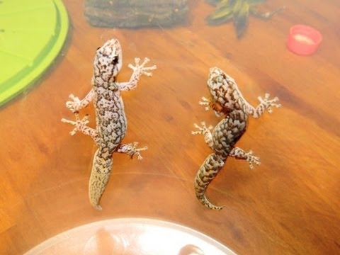 Marbled Geckos - Trio - YouTube