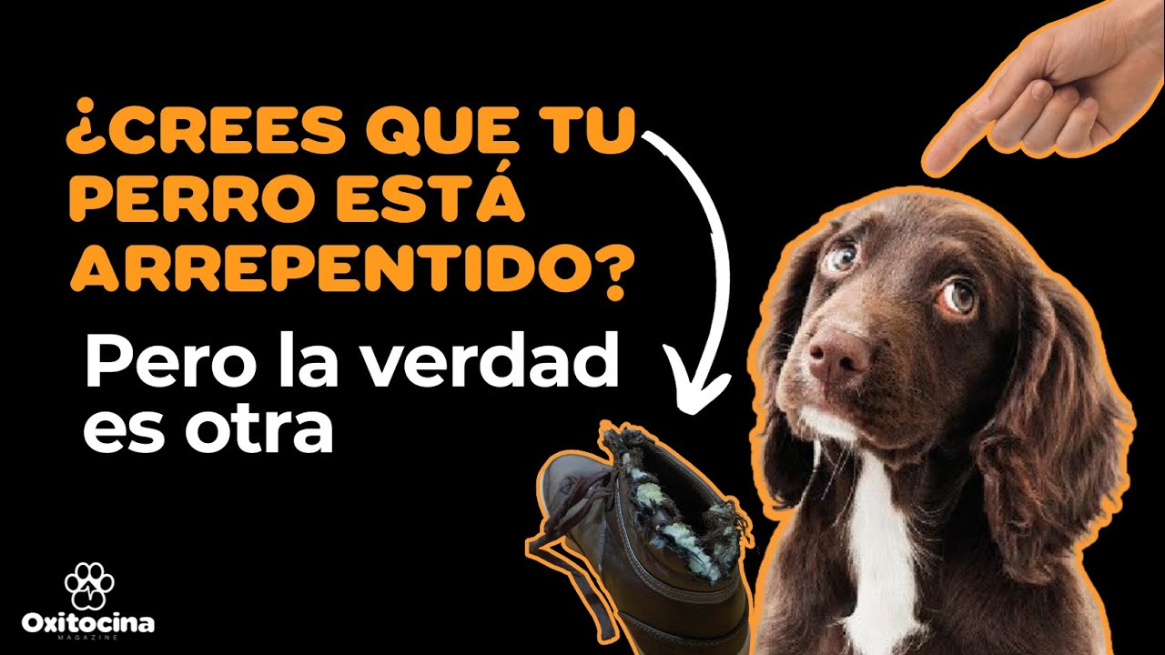 CREES que TU PERRO está ARREPENTIDO, pero la realidad es que NO ...