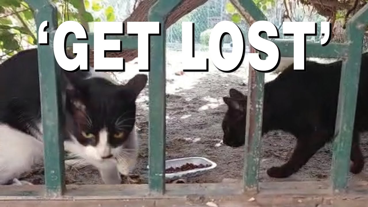 Hungry HOMELESS CAT Runs Away And Leaves Food - YouTube