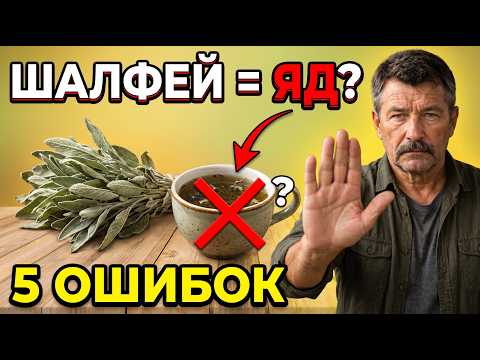 Шалфей: 5 ошибок при заваривании, которые превращают пользу в ЯД