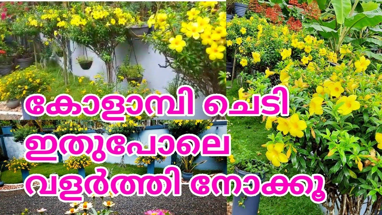 How to grow and care Allamanda plant💚🌿| Simple way to grow and prune ...