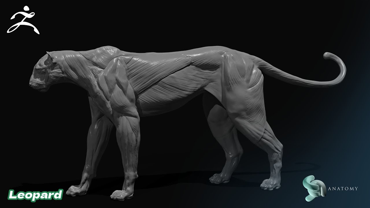 Mountain Lion In Zbrush Core - Forms (Part 1) - YouTube