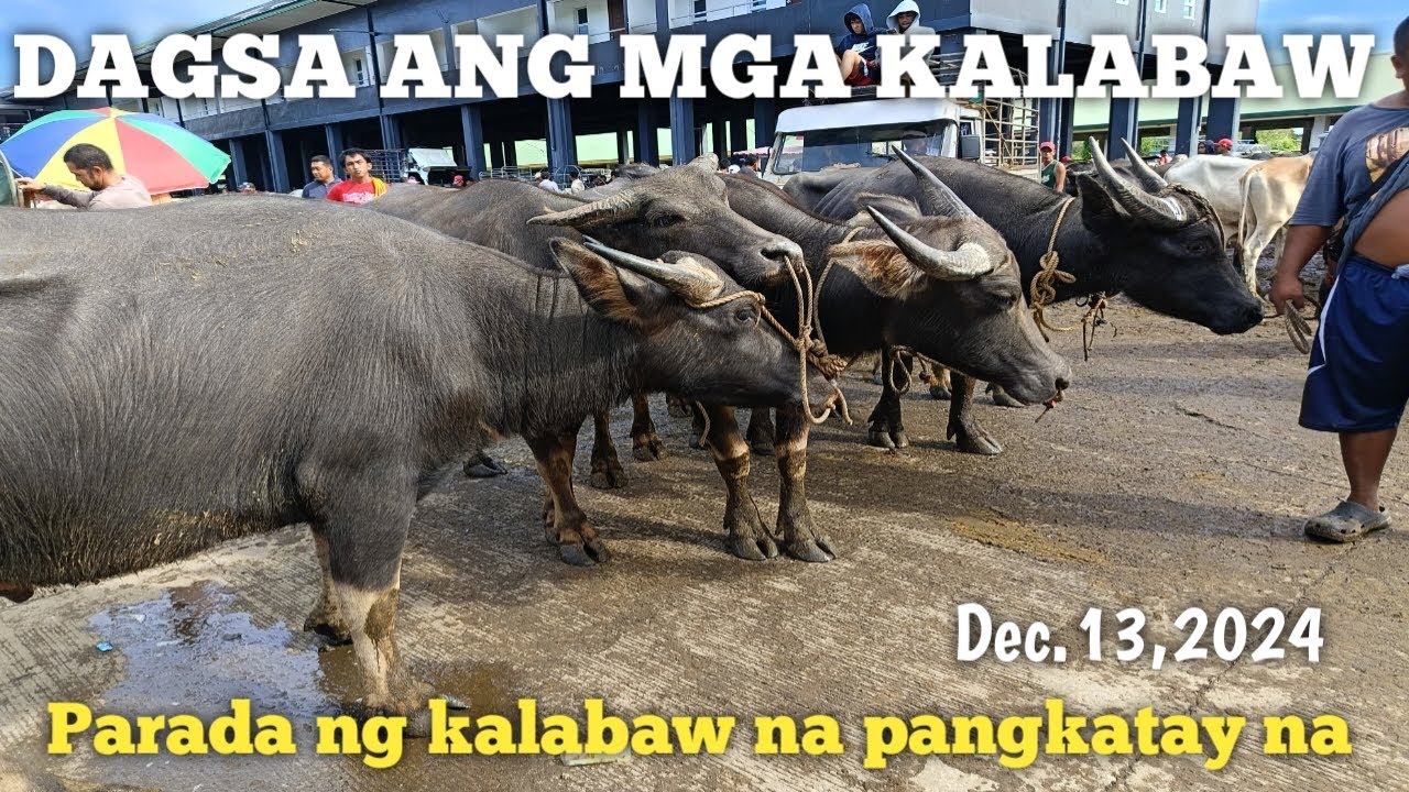 Dagsa ang mga Kalabaw at Bufalo! Padre Garcia Batangas - YouTube