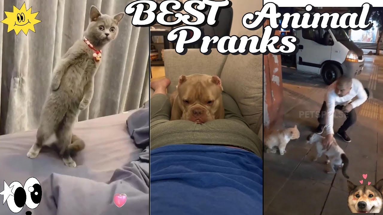 Funniest Pranks On Dogs And Cats 😆 Try Not To Laugh 😂 | Animals Life# ...