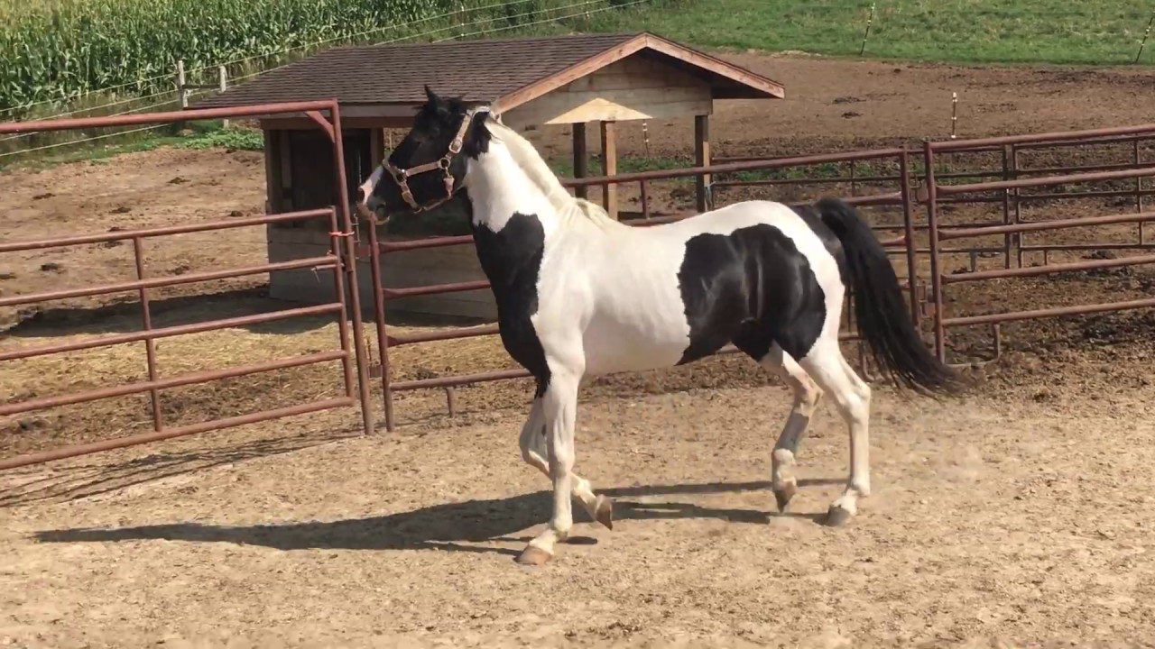 Foxden's Calico Kid - YouTube