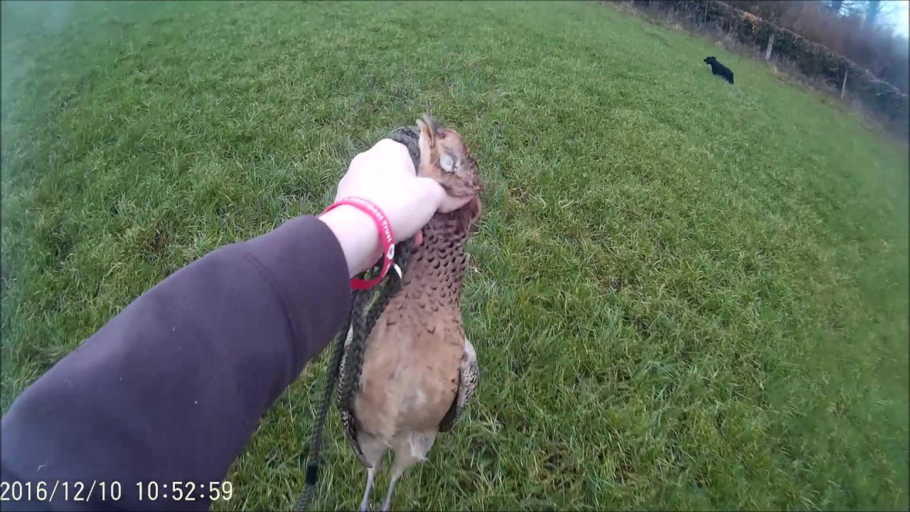 Pheasant Shooting Ireland December 2016 - YouTube