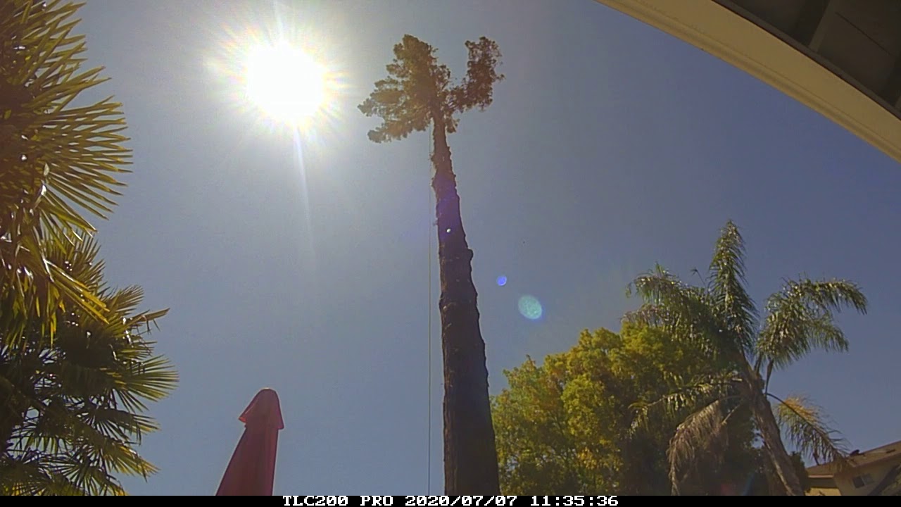 Day 2 Tree time lapse - Any Time Tree Specialist - YouTube