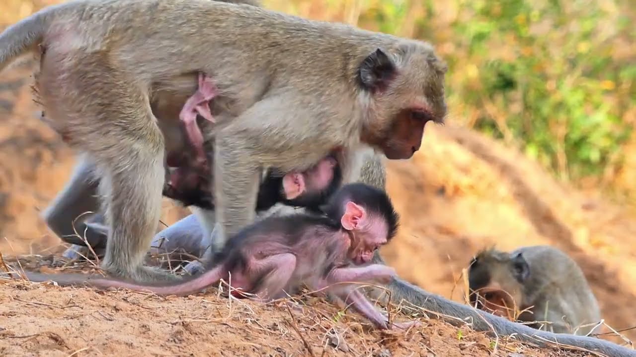 Baby Monkey Care Has Support, A Look At The Importance Of Roles Of ...