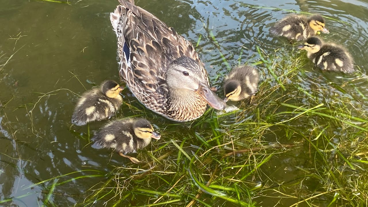 “QUACK 🦆 QUACK” FACTS! #fyp #love #cute #baby #nature #life #wildlife # ...