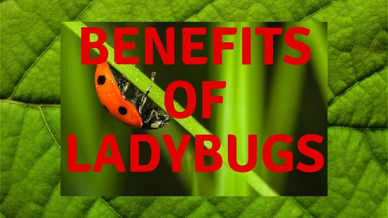 Ladybug garden benefits - YouTube