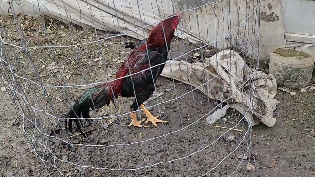 Qaib Thamada #16 (Saib Qaib Mos) - YouTube