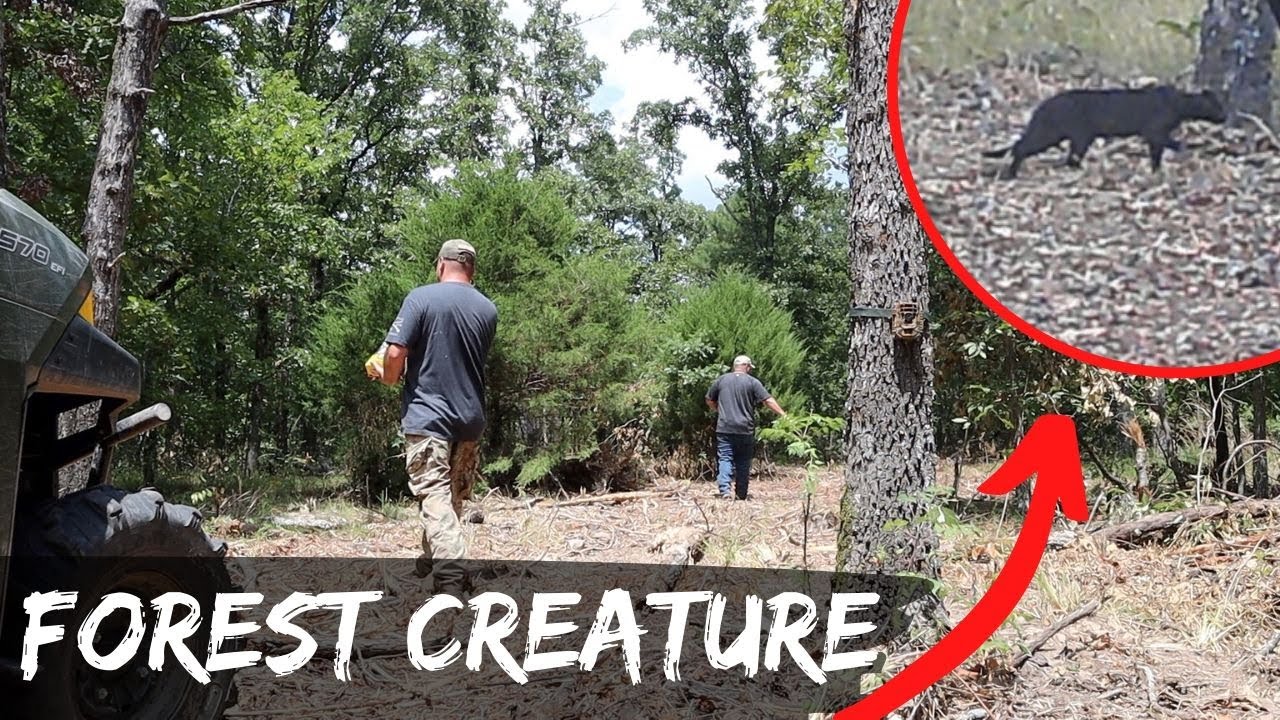 Off-Grid Forest Has A Black Creature, We Caught It On Camera - YouTube