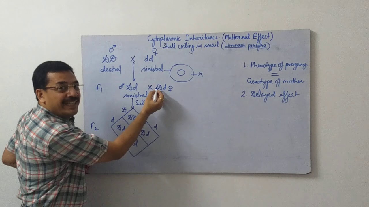 Cytoplasmic Inheritance-2-Shell coiling in snail - YouTube