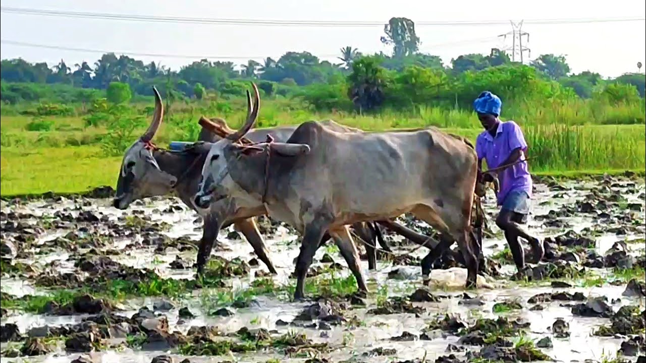 bullock ploughing in heavy mud by farmer for paddy seeds sowing | bull ...