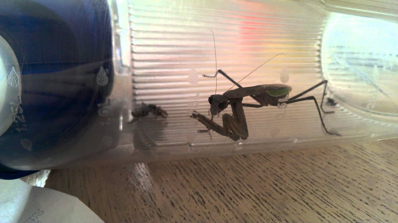 Chinese Mantis Eats Centipede - YouTube