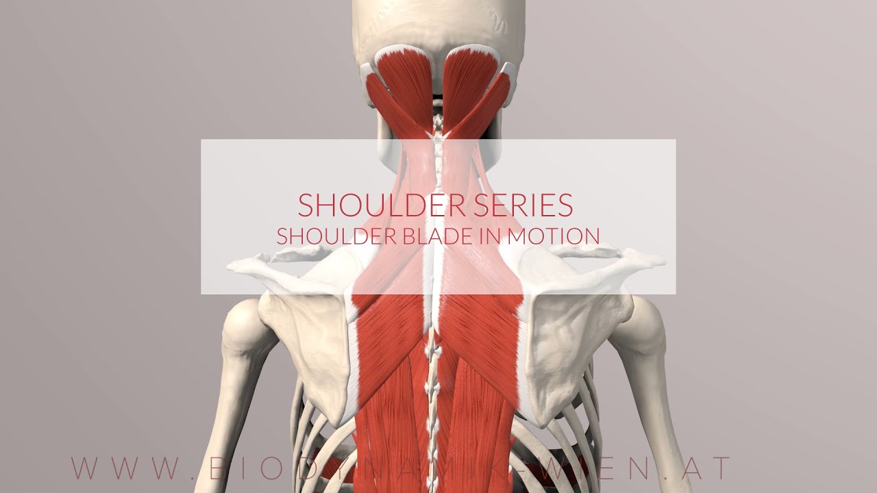 Shoulder Blade in Motion: Shoulder Series, Part 4 (3D Animation) - YouTube