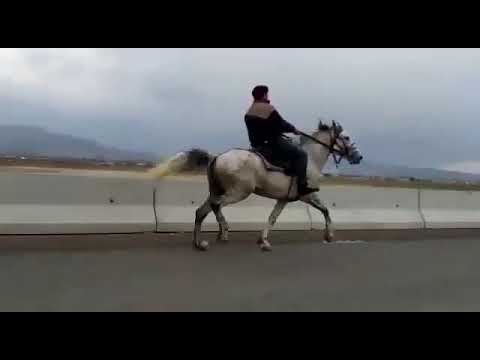 Laçınlı Qafurun Dəliboz atı