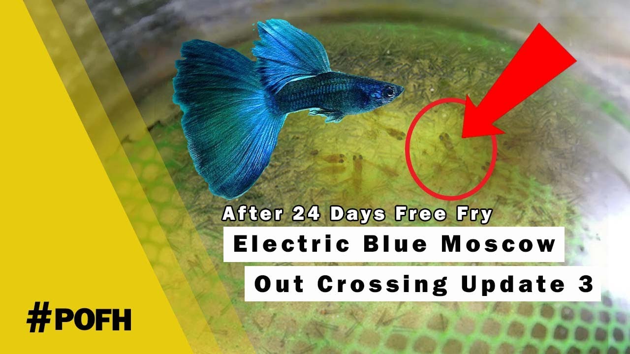 Blue Moscow Out Cross to F1 Blue Diamond X Black Moscow | Update 3 ...