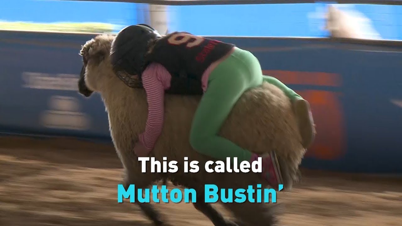 Kids in Texas try Mutton Bustin' Sheep Racing - YouTube