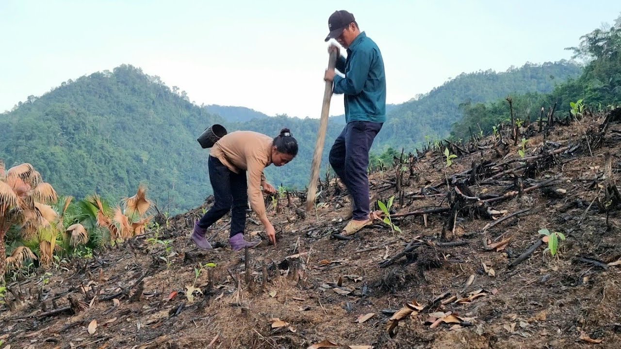 Planting more trees and sowing upland rice the ancient way / village ...