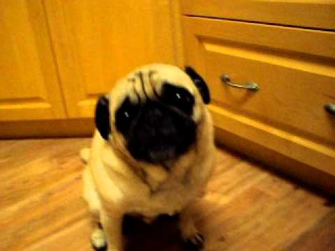 Snorting Pug - YouTube