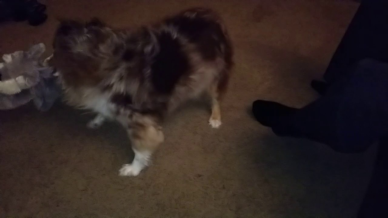 Raven Shake Slowmo Youtube 8201