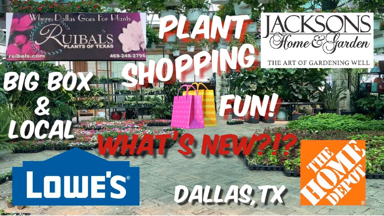 183: Plant Shopping | Home Depot, Jackson’s, Ruibal’s and Lowe’s| New ...