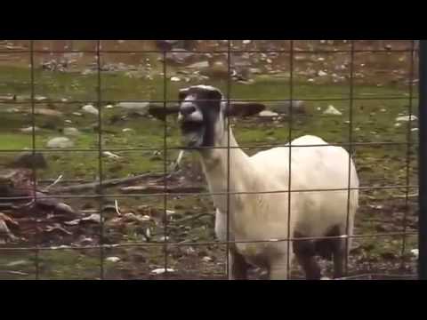 Cabra gritando durante 6 horas - YouTube