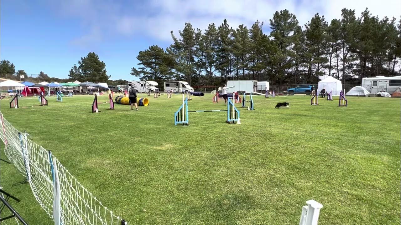 2022 UKI West Coast Cup Speedstakes Finals agility WREN - YouTube
