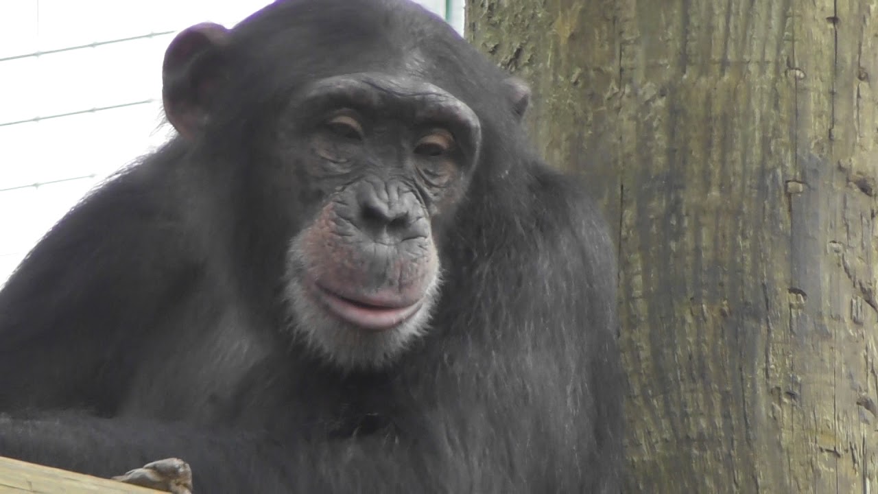 wildlife Chimpanzee Monkey at Colchester Zoo Britain UK 23Aug17 1129a ...