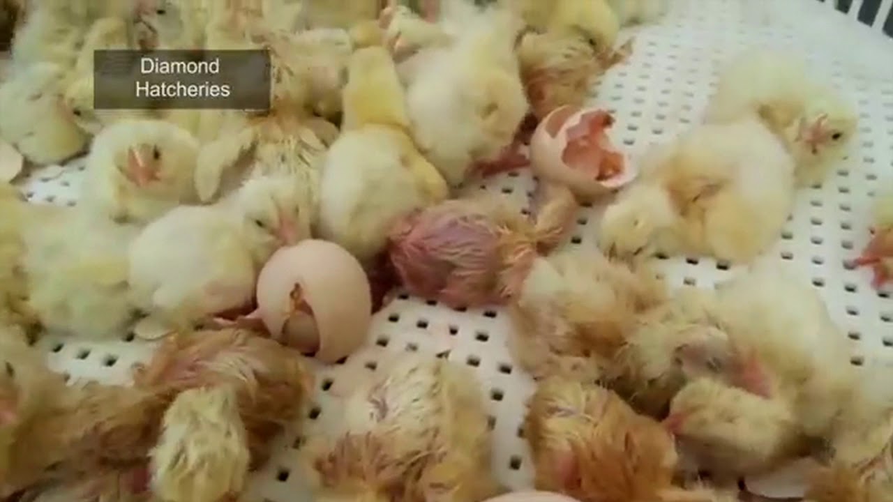 pollitos muertos - YouTube