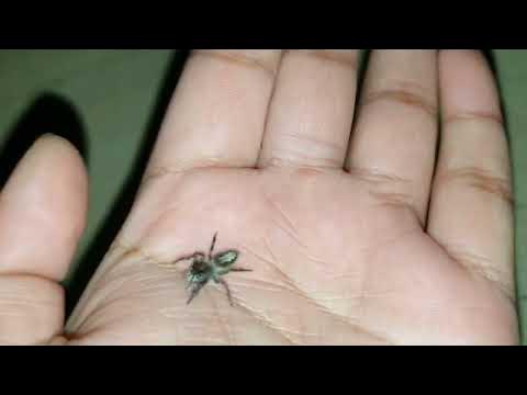 Jumping Spider Compilation! (Best of August) - YouTube