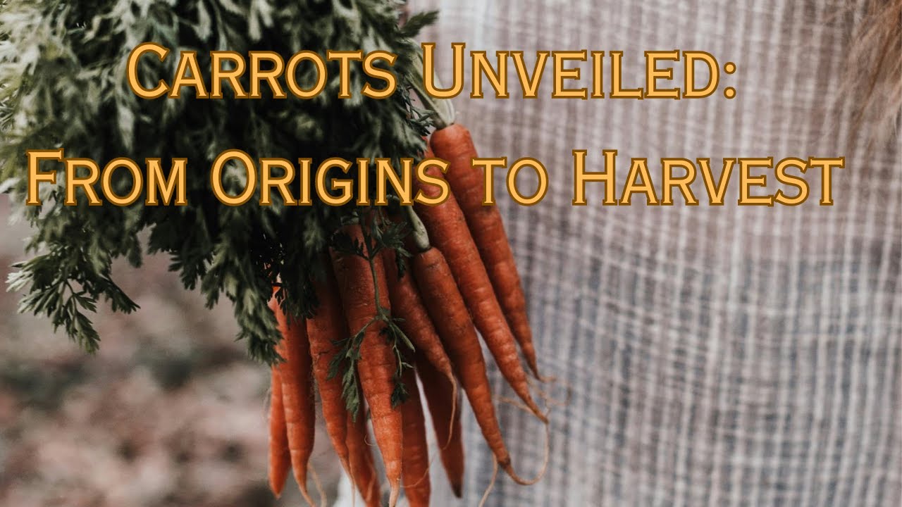Carrots Unveiled: From Origin To Harvest - YouTube
