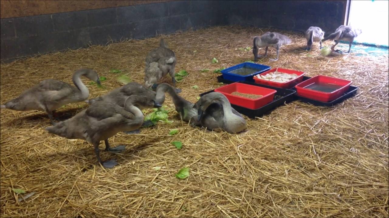 The Swan Sanctuary - Back barn tour - YouTube