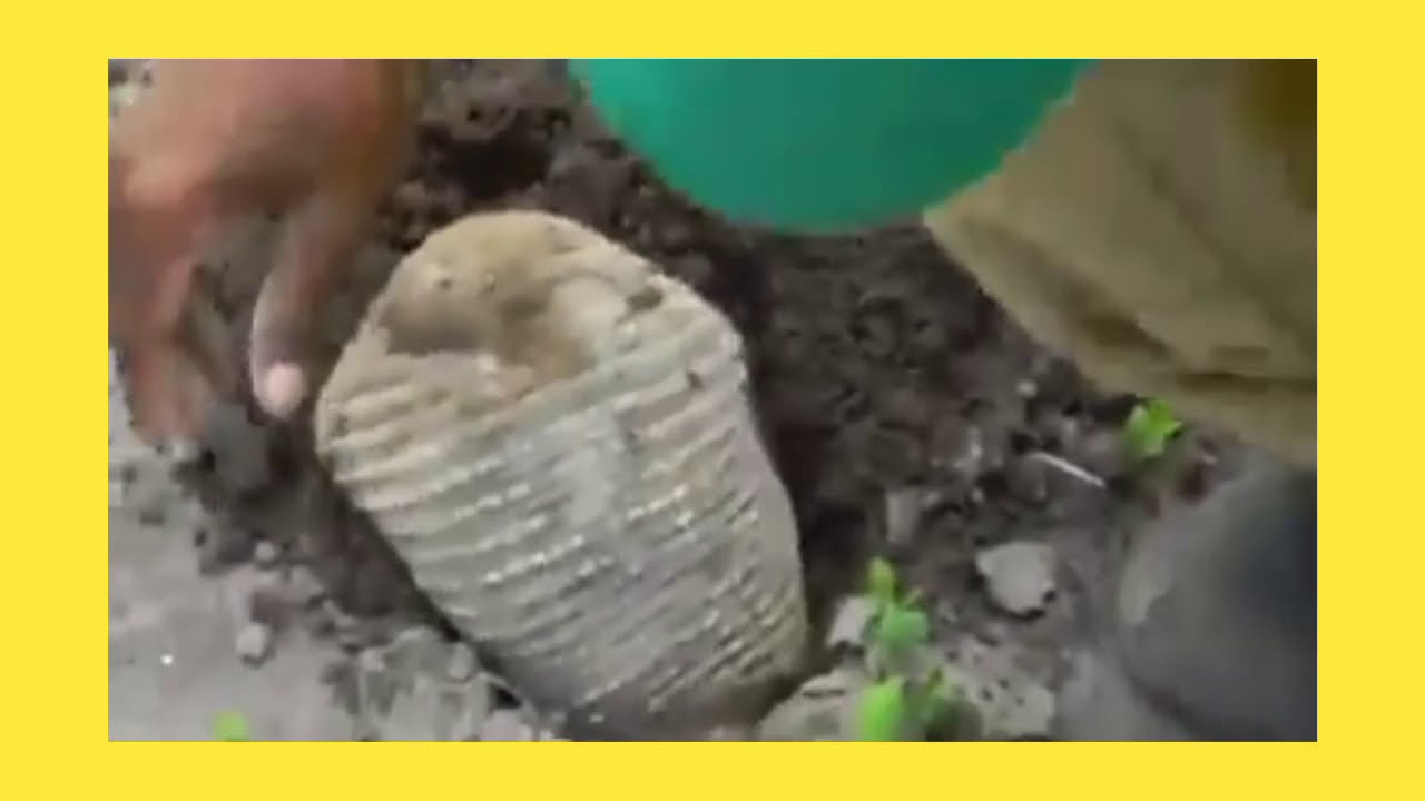 Thorappan (called in Malayalam) | Viral Videos - YouTube