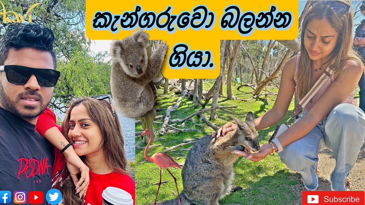 කැන්ගරුවො බලන්න ගිය ගමන | Australian animal | kavi vlogs💞 #trending # ...