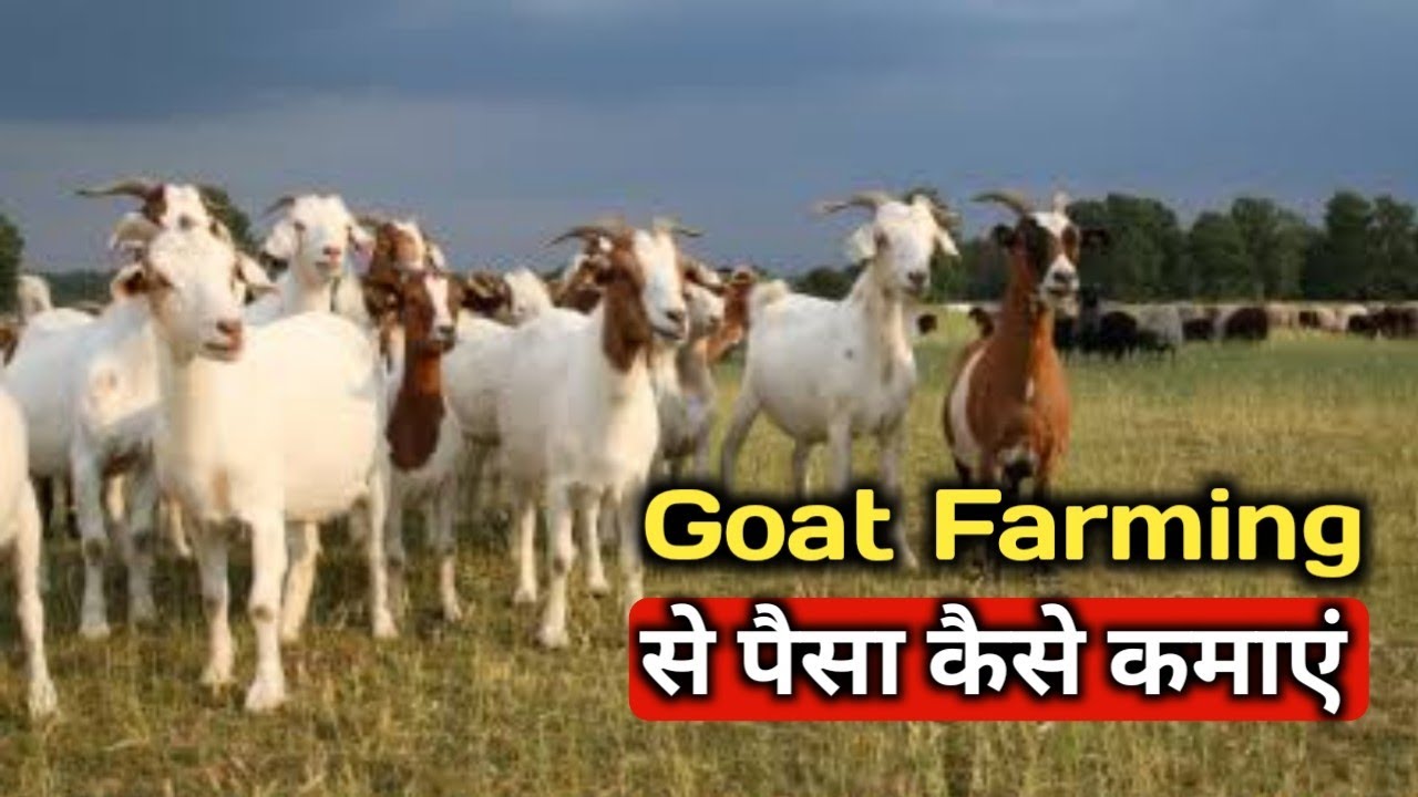 Goat farming Business model - YouTube