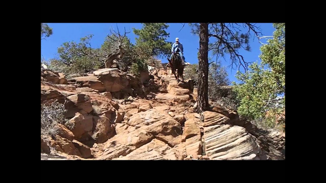 Pal mule sold! - YouTube