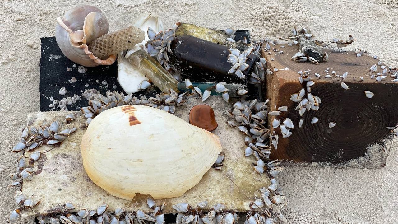 Amazing Things found at Beach | What we found on the beach - YouTube